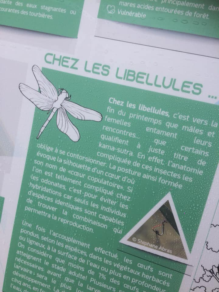 Libellules